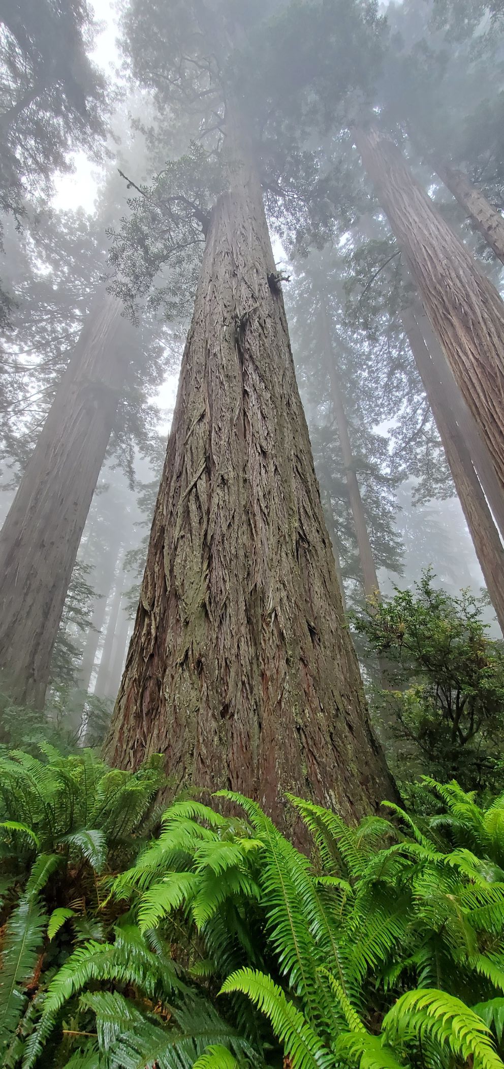 Exploring Redwood National and State Parks – Heather's Compass